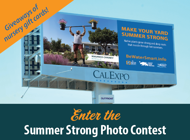 Sacramento-Area Water Providers Launch Summer Strong Yard Contest ...