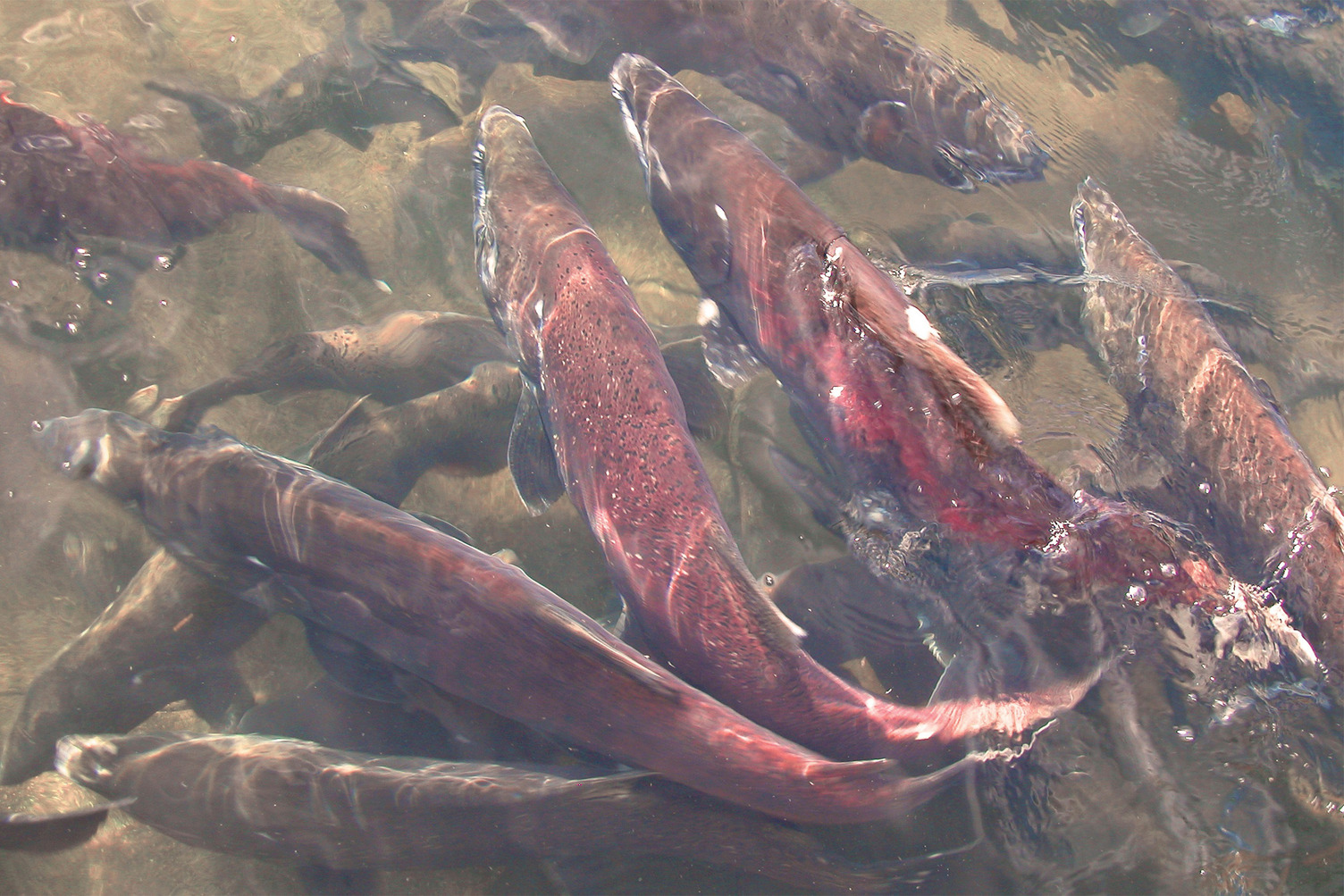 Yuba Water Announces Major Milestone for Fish Habitat in the Yuba River ...